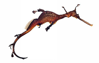 Artes de Pesca: VAMOS A PESCAR DRAGÓN DE MAR