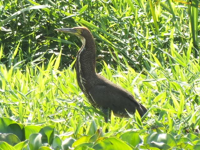 Observando Aves!: Socó-boi (Tigrisoma lineatum)