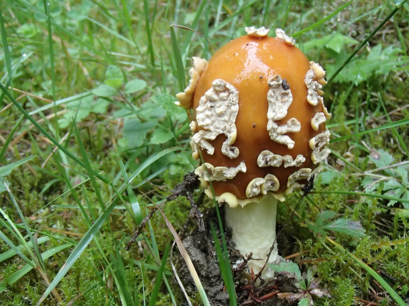 MOJA MENAŻERIA : Grzyb spod ziemi i cała masa borowików