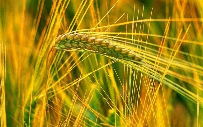 AGRICULTURA NO BRASIL: Doenças da Cevada