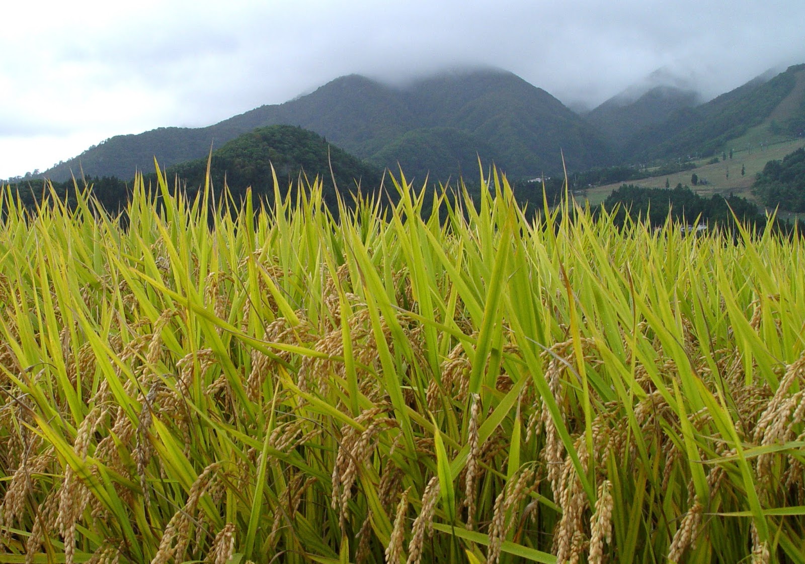 Tales of a Conservationist