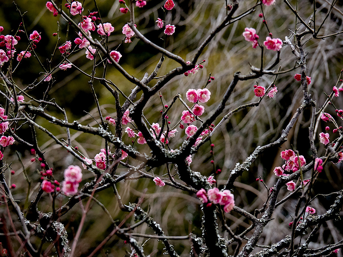 FROM THE GARDEN OF ZEN: March 2019