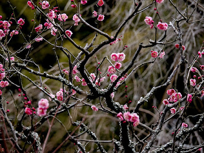 FROM THE GARDEN OF ZEN: Red Ume (Prunus mume) flowers: Tokei-ji