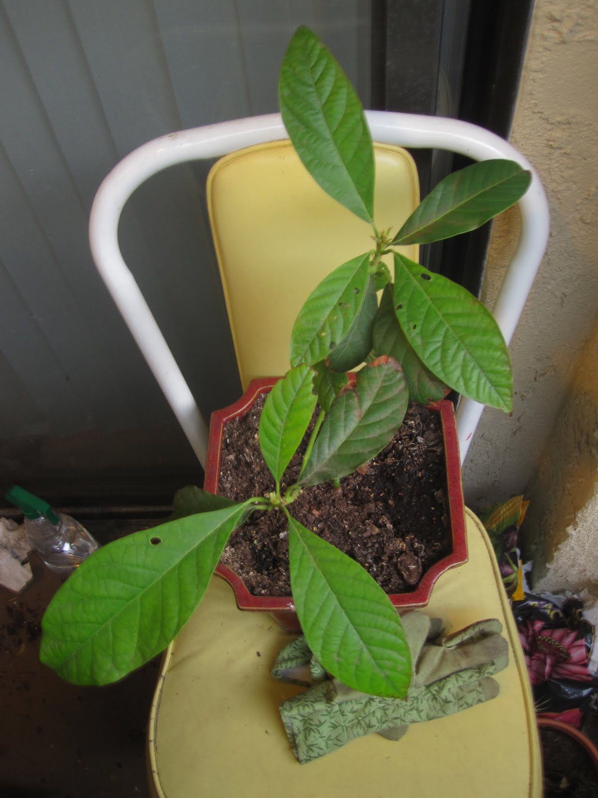 Urban Garden Deck: Baby avocado tree is a survivor