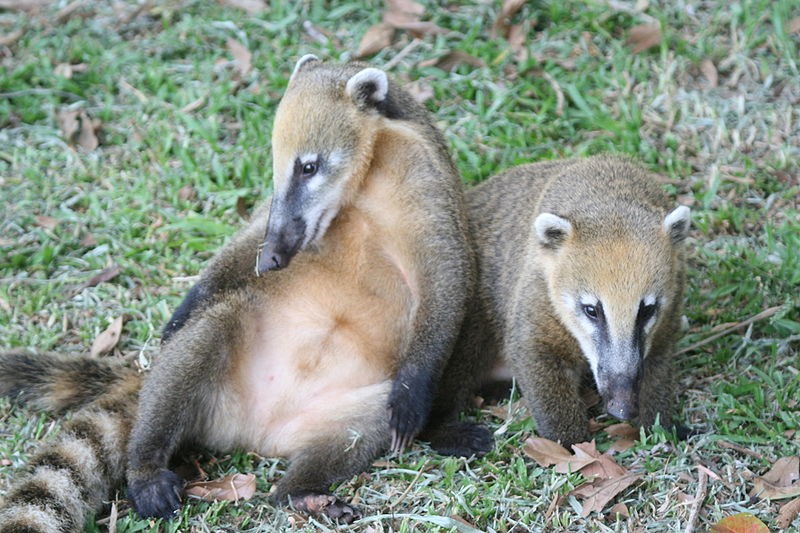 Amici animali - GoVegan: [Scheda] Coati