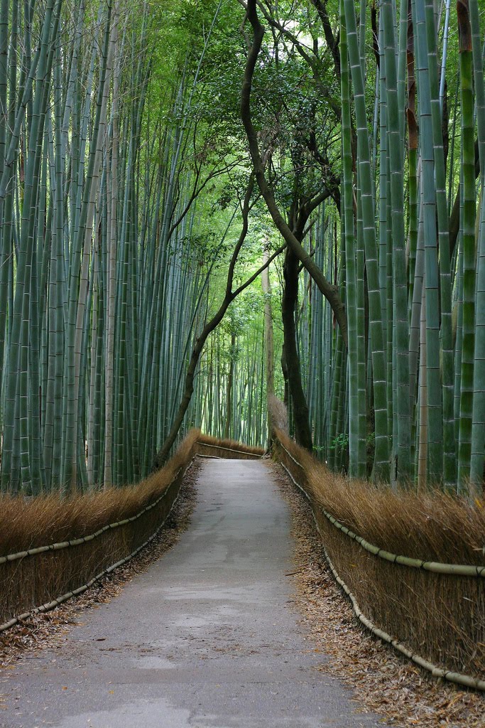 Copernicus: El Bosque de Bambú de Sagano Arashiyama, Kyoto Japon