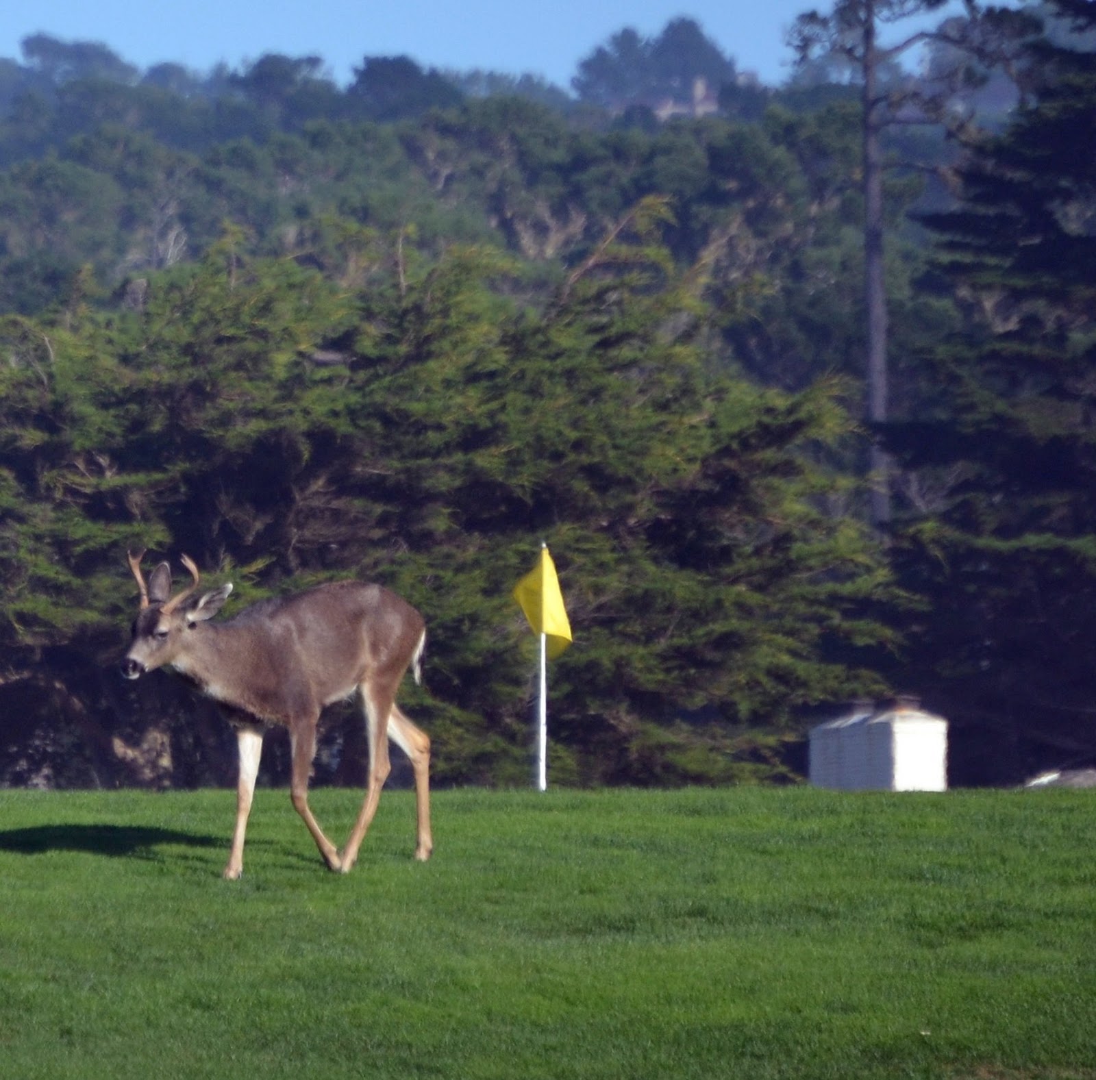 Pictures Tell A Story: Deer on the Golf Course at Pebble Beach