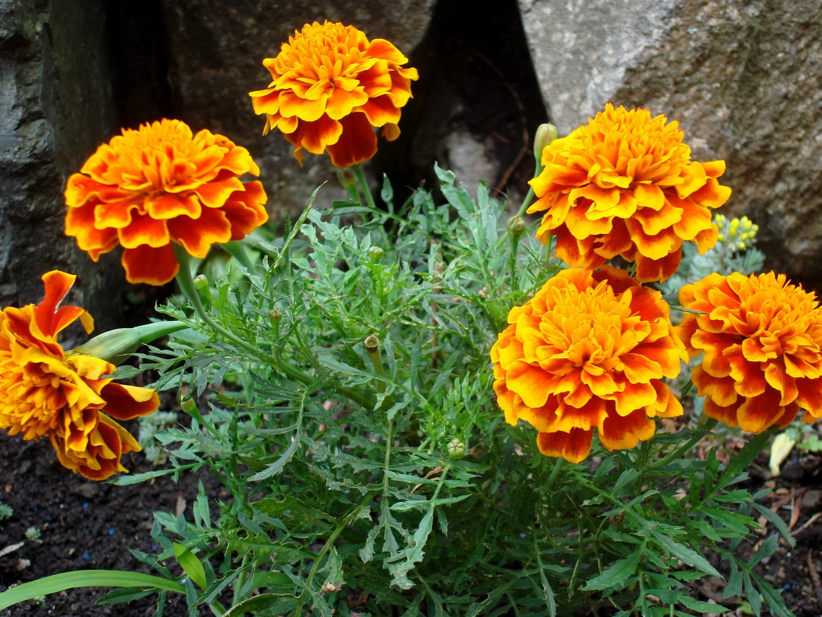 Blog Director de Gradinarit: Plante din gradina cu proprietati terapeutice