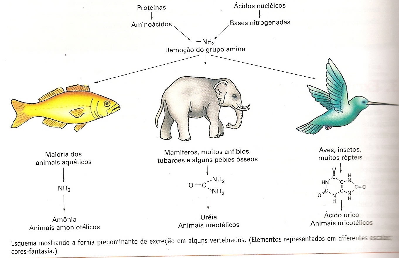 Como Calcular O Volume De gua BRAINSTACK como-calcular-o-volume-de-gua-brainstack