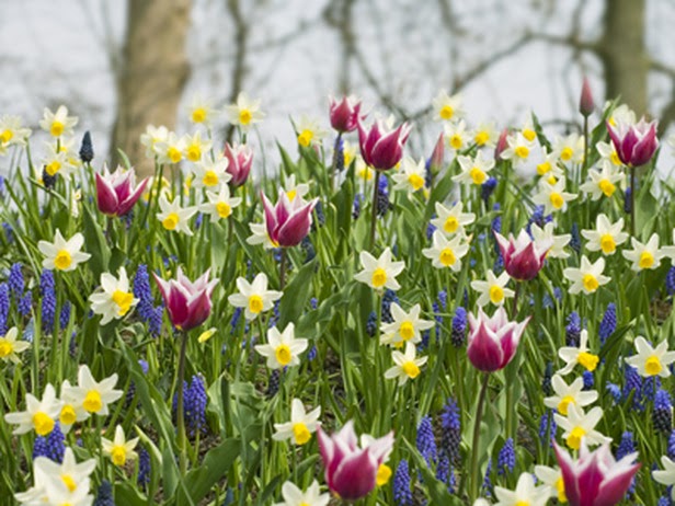 Durham Council of Garden Clubs: Spring Garden Maintenance during March ...