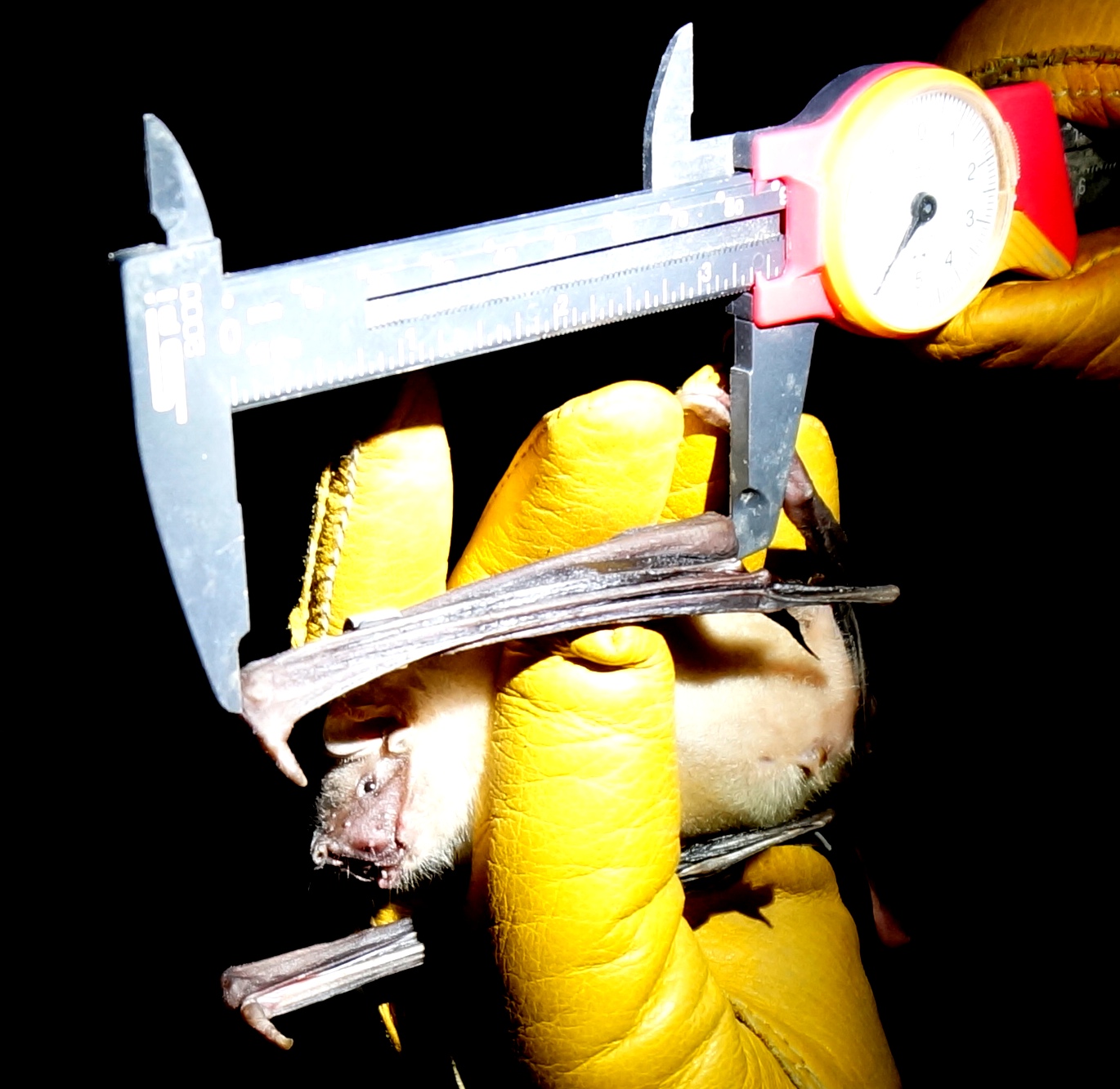 Connecting with Nature: The Secret Service of Bats