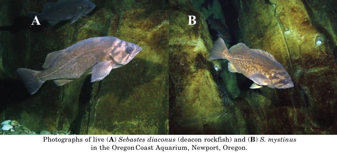 Species New to Science: [Ichthyology • 2015] Sebastes diaconus • A New ...