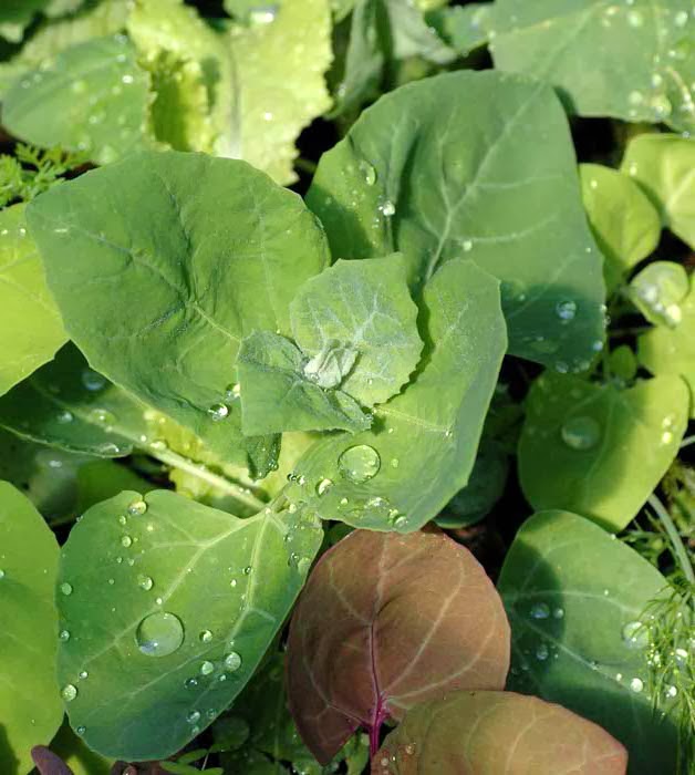 Seminte si plante de gradina hobby: Loboda