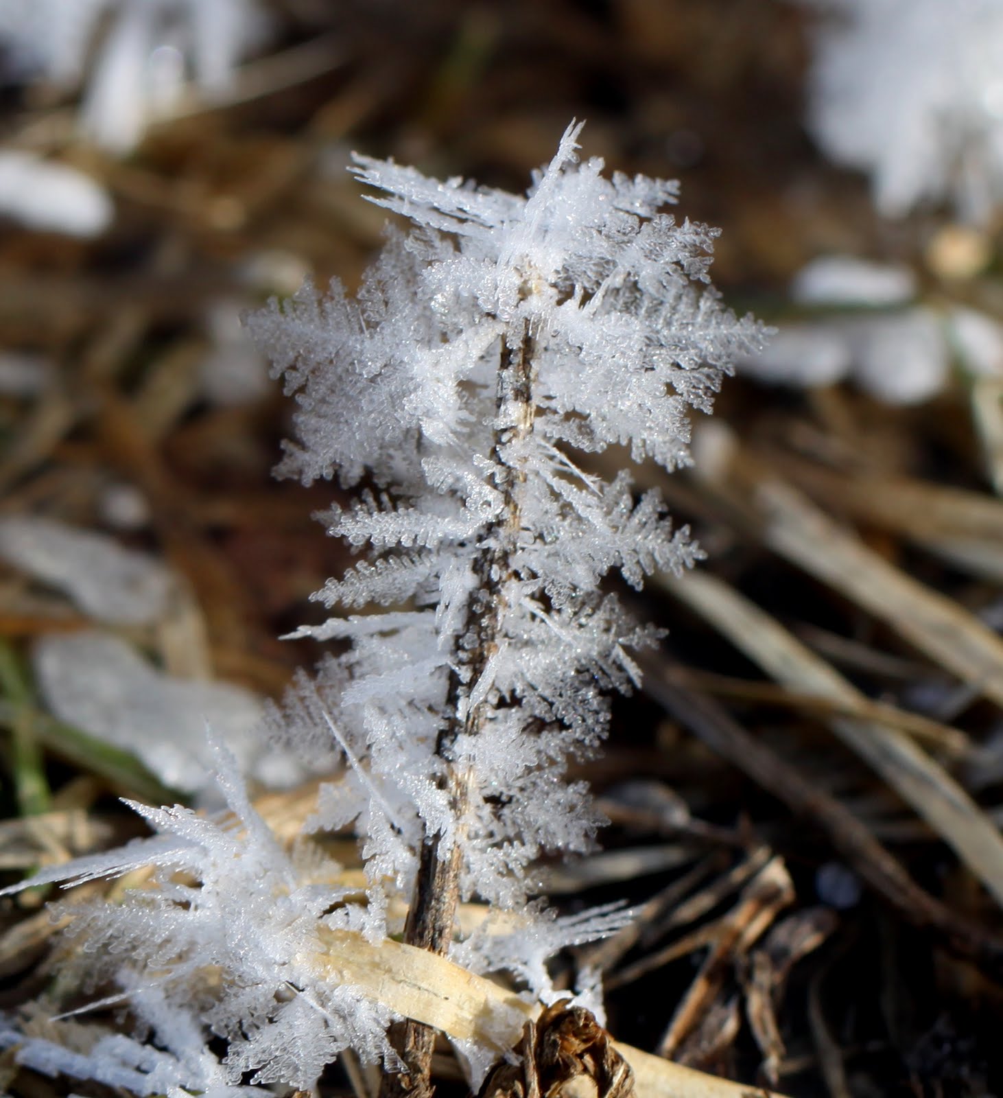 The Retirement Chronicles: Spring Hoarfrost!