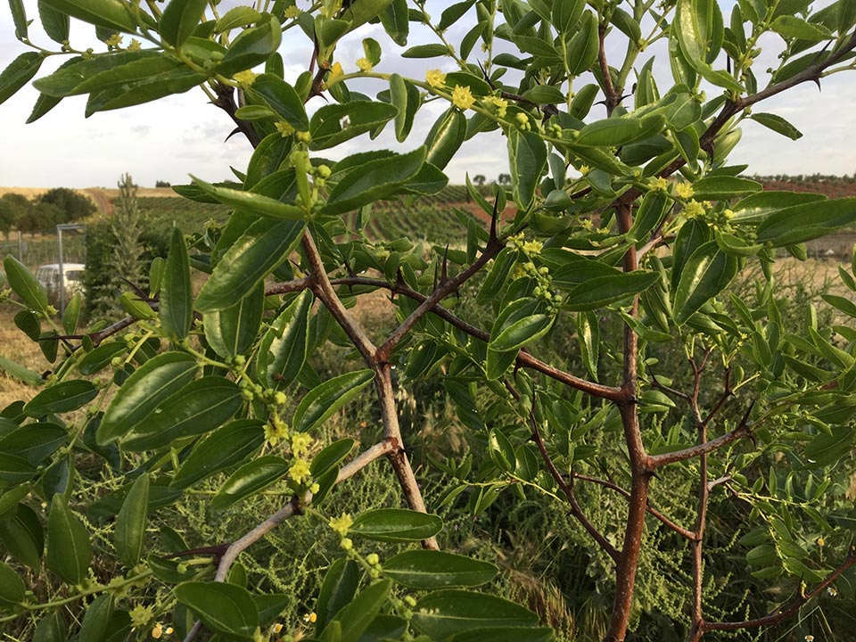 dextrangis: azufaifo