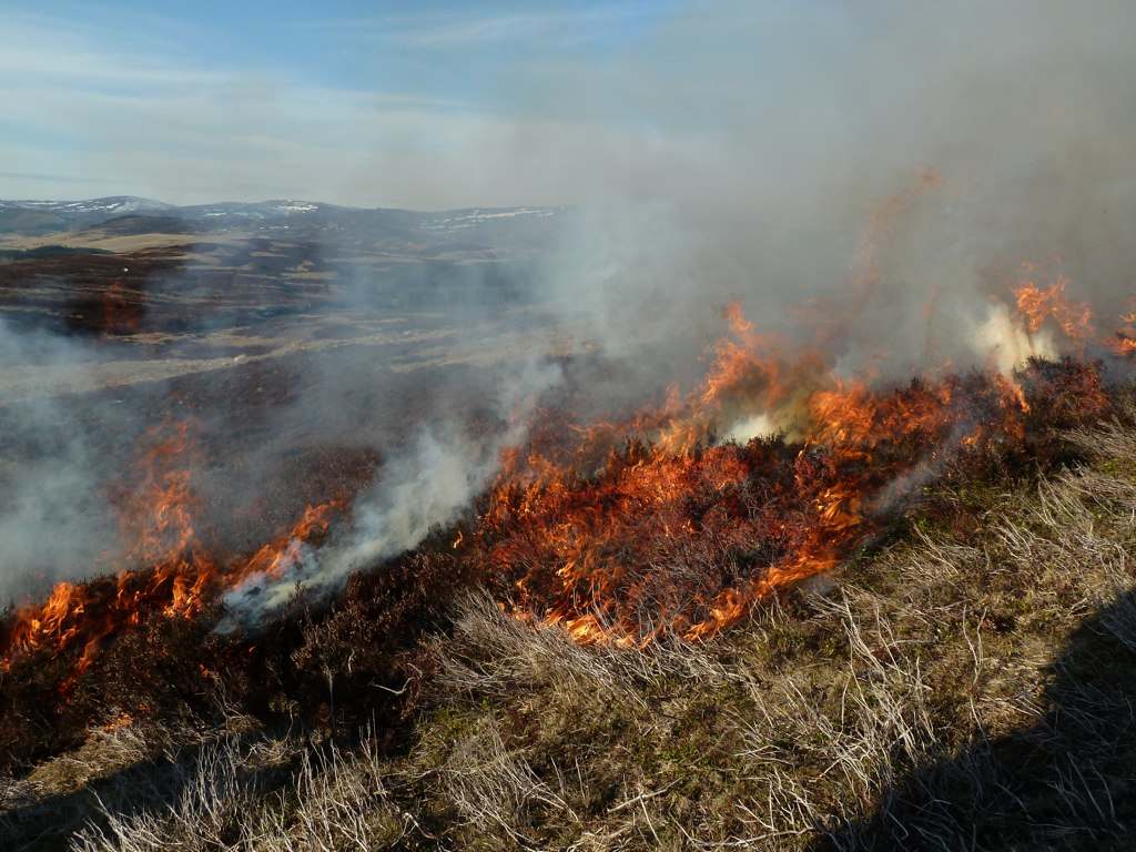 Scotland's Moorland Forum: Burning in the Uplands - new RSPB-led Study ...