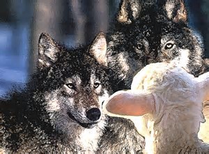 mamabishop: Sheep Among Wolves