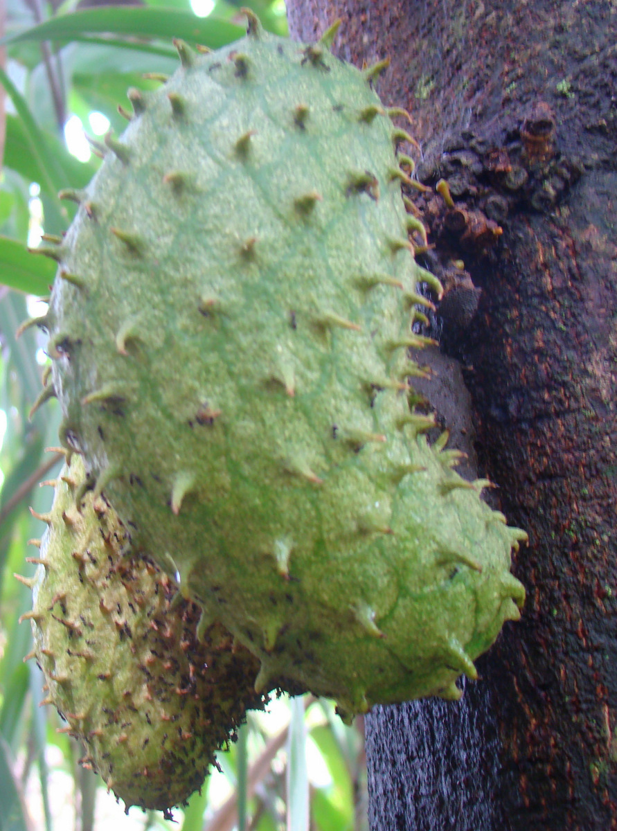 Discover-SriLanka: SRI LANKA - FRUITS [ GRAVIOLA ]