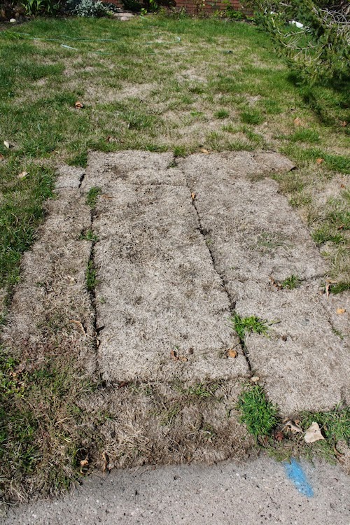 On the Doorstep: Curbside Landscaping Progress (Sort Of)