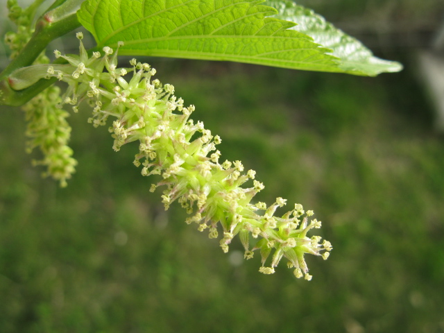 The World´s Tree Species: White mulberry spring flowers