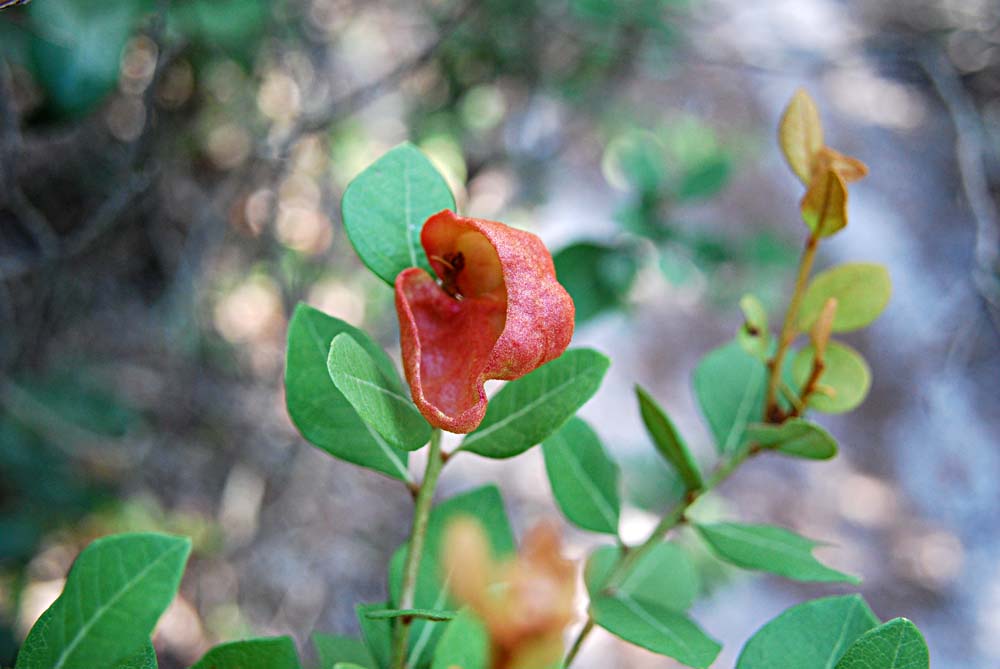 Space Coast Wildflowers: Mostly Galls, Turkey Creek Sanctuary ...