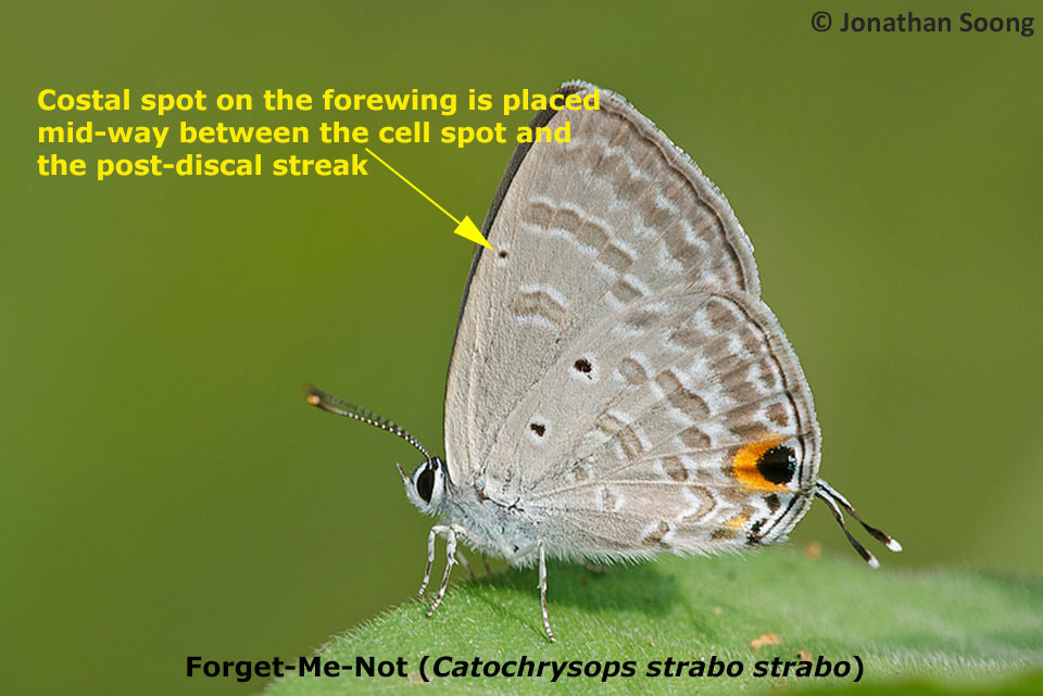 Butterflies of Singapore: Butterfly Anatomy : Part 3