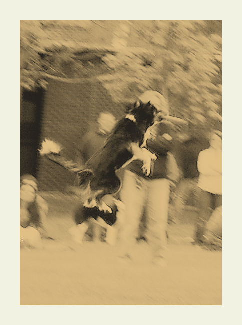 KC Disc Dog Photo Experiments – Clear & Concise