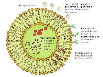 Caja de Ciencia: Liposomas nanoscópicos para el cáncer