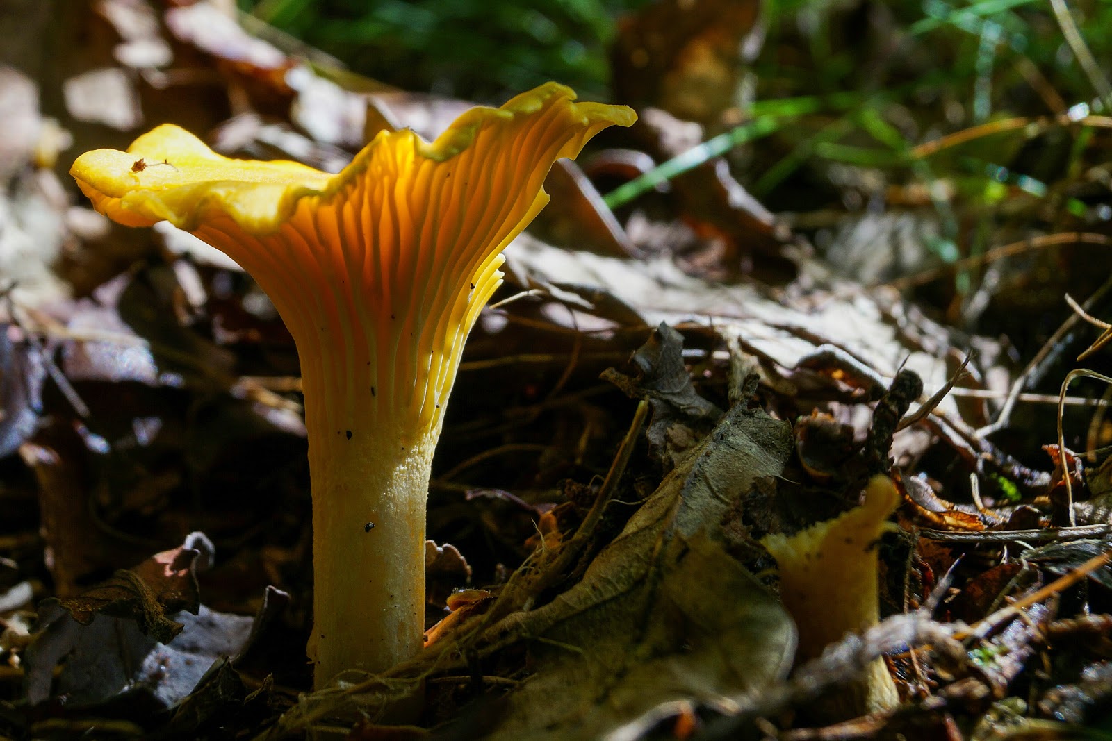 Almindelig Kantarel Lat: Cantharellus cibarius