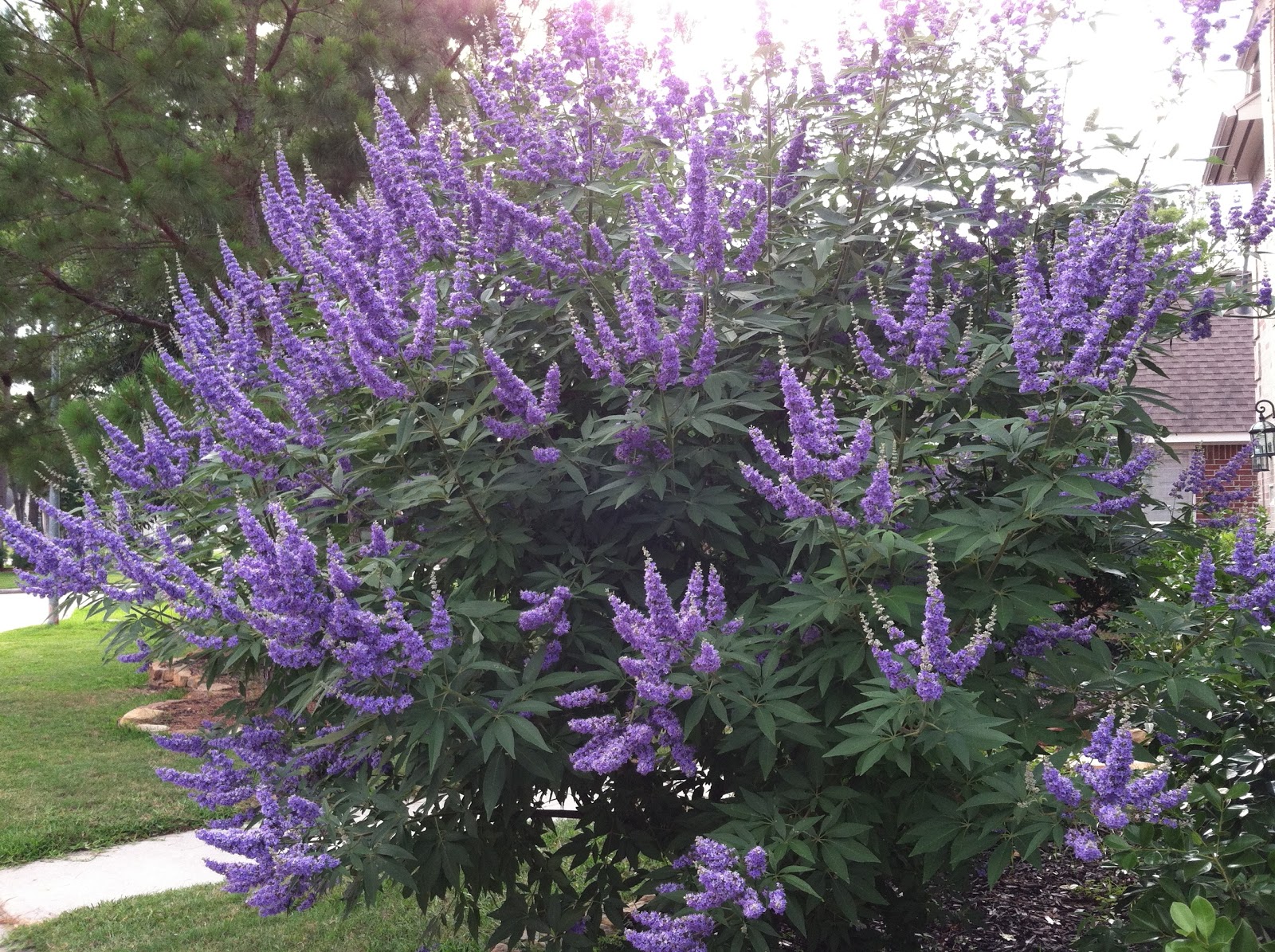Writeacher's thoughts: More of the vitex blooms