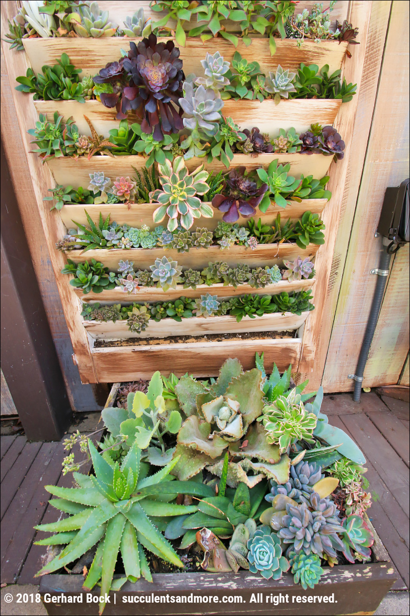 Sip and shop at the Succulent Café