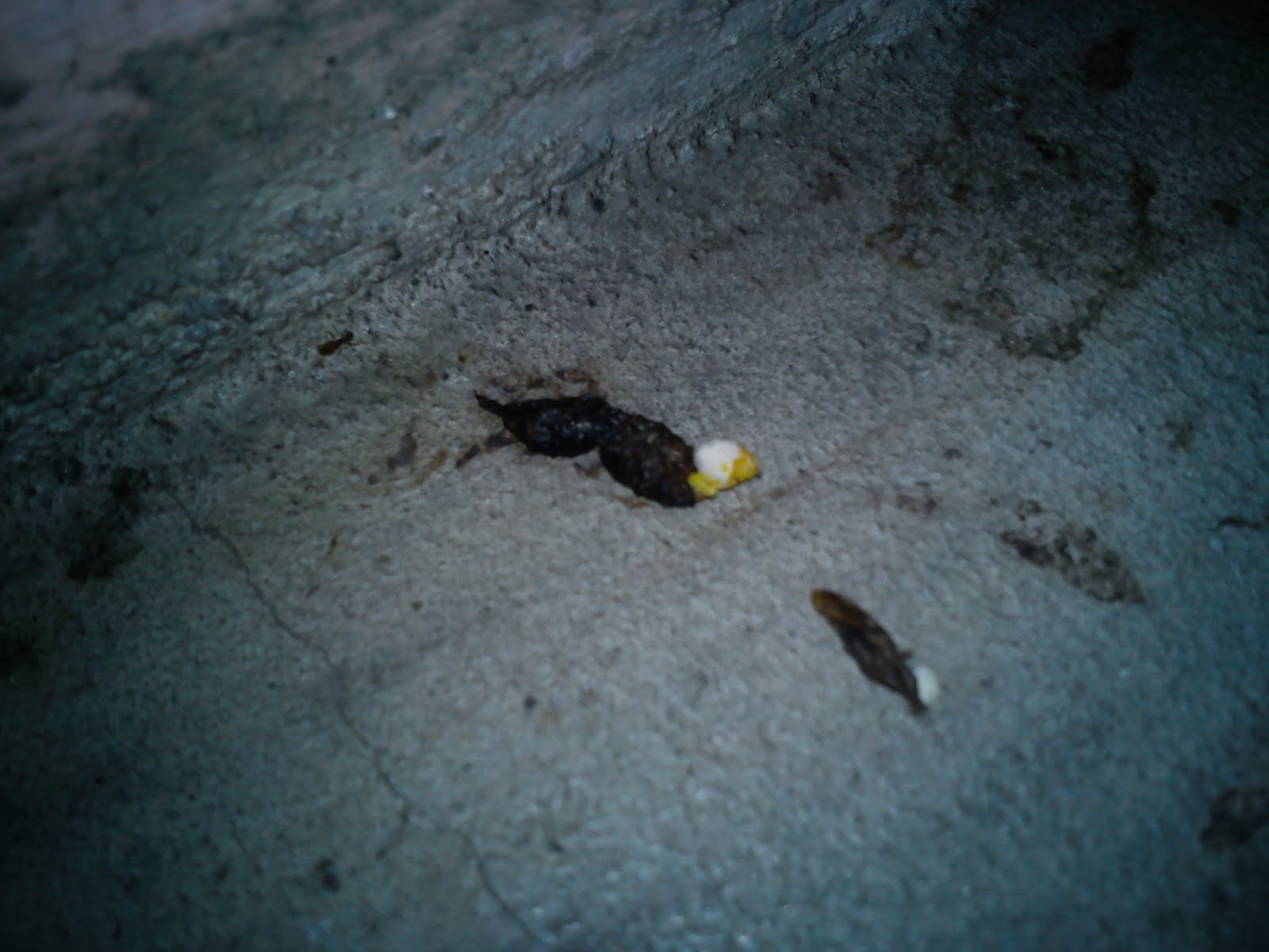 Kenapa kotoran Cicak berwarna Hitam dan Putih? - Kumpulan Berita Unik