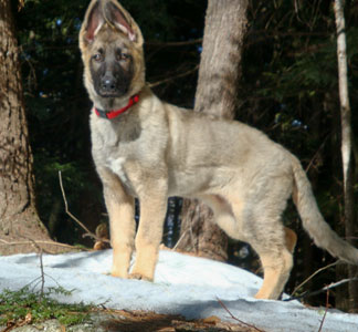 The German Shepherd: Sable German Shepherd