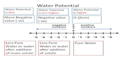 Concept of Water Potential ~ Dhiraj's Blog