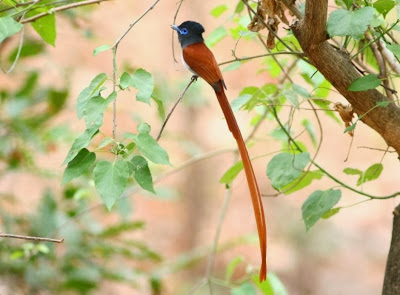 Variety of Life: Monarchidae