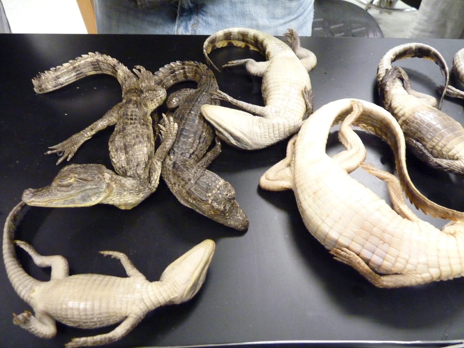 Biology of the Reptilia: Lab #3. Crocodylia. Alex Valigosky and Jeff Walker