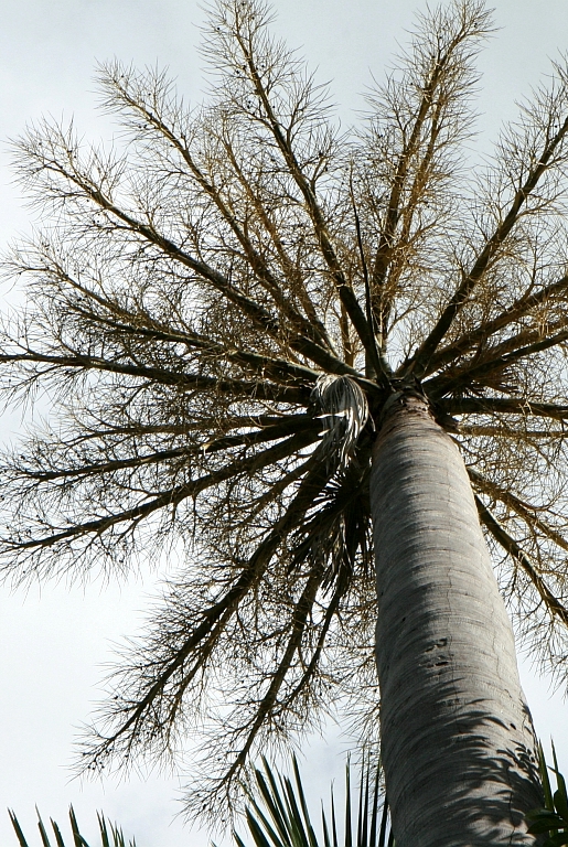 mybeautifulILOILO: BURIHAN Festival: A Period of Plenty, Peace and ...