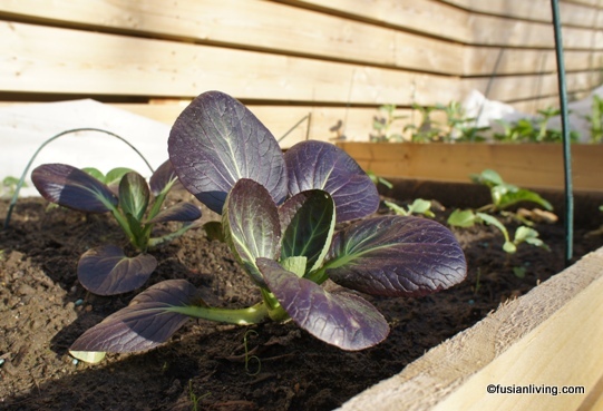 Have you ever seen a purple Pak Choi ...? | Grow Your Own Veg Blog ...