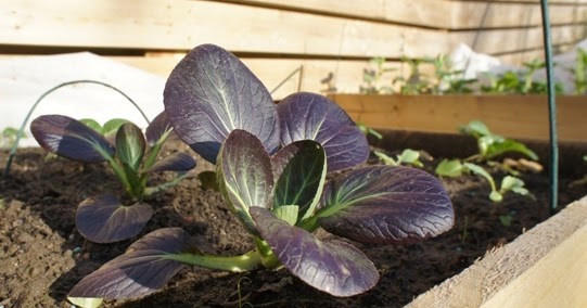 Have you ever seen a purple Pak Choi ...? | Grow Your Own Veg Blog ...