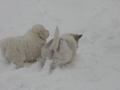 Housman Farms: Fun in the Snow With Pyrenees Puppies