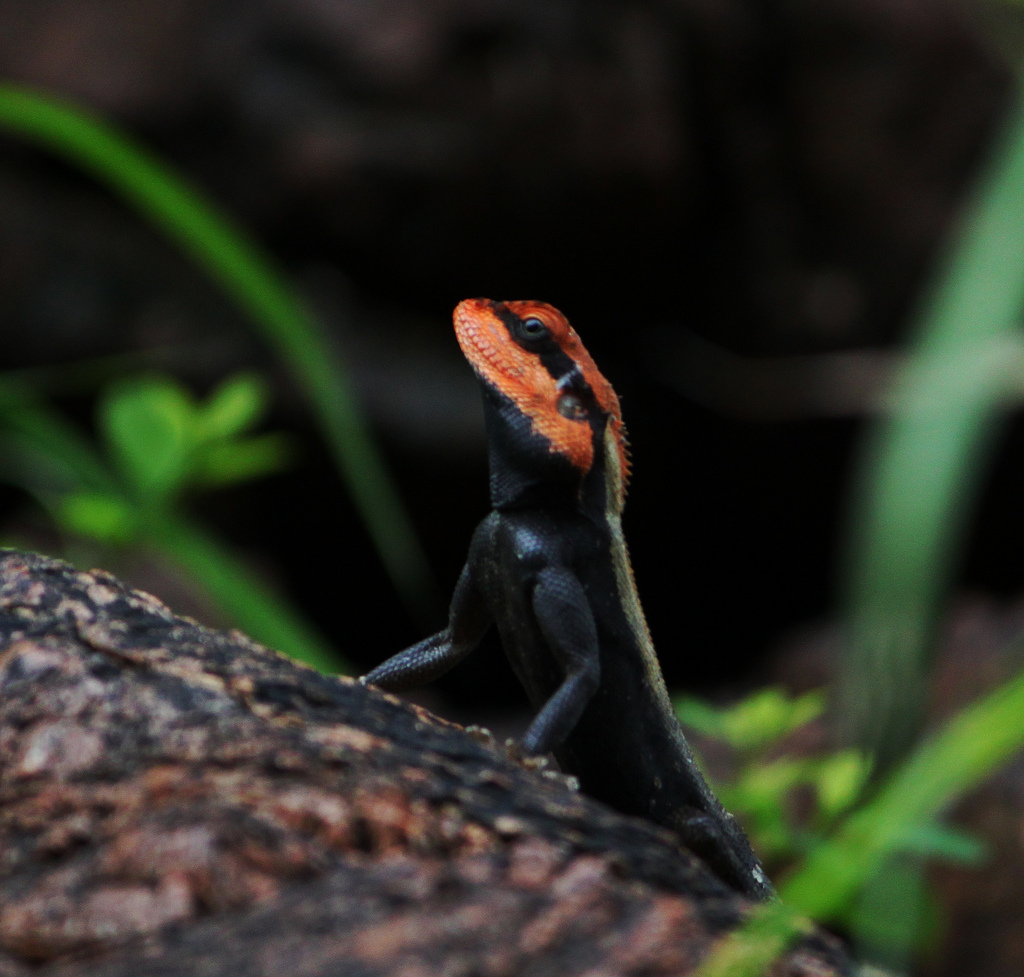 Real Monstrosities: Indian Rock Agama