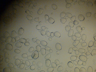 Pharmacy student: AMYLUM