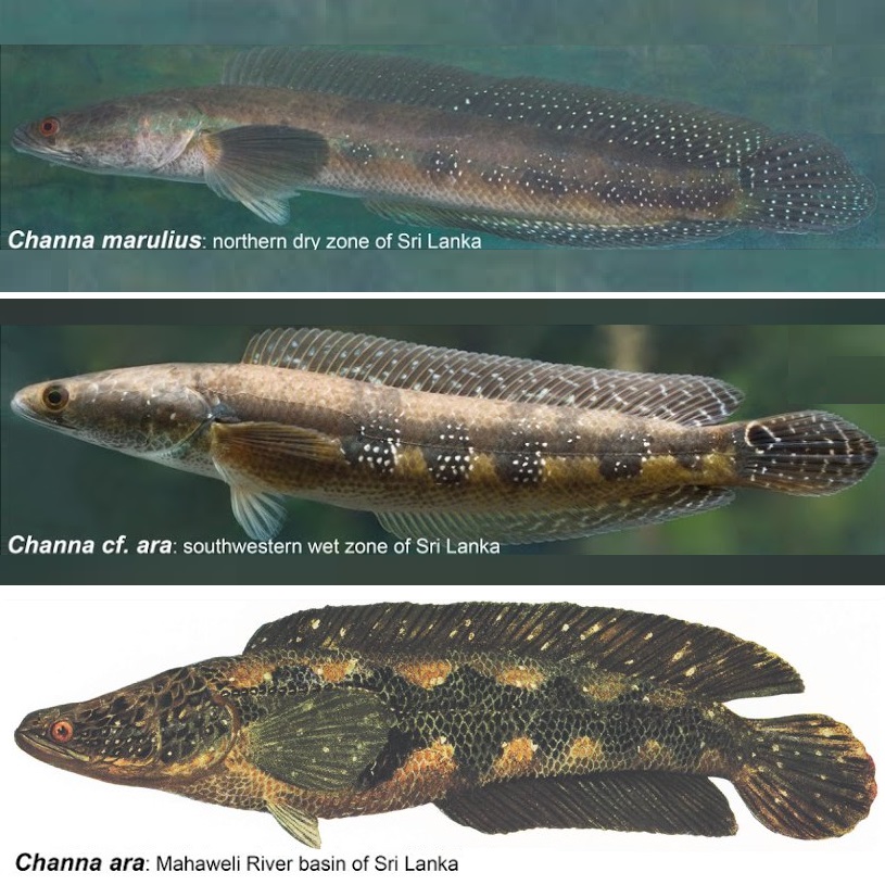 Species New to Science: [Ichthyology • 2020] Unexpected Species ...