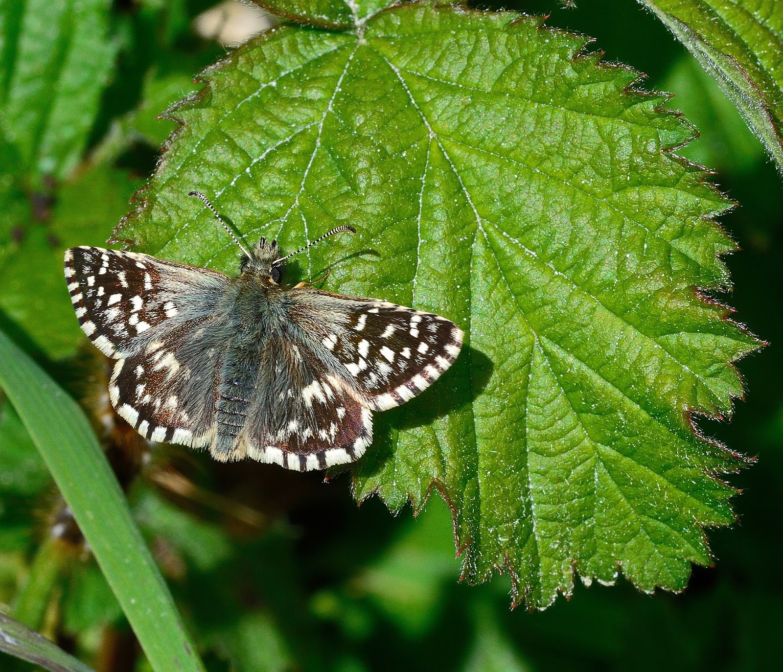 Butterfly Islands: Cold Wind Slows Down the Butterflies.