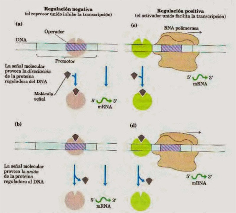 Apuntes de Bioquímica: Los operones y la la regulación genética