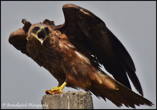 Indian Spotted Eagle Pictures and Detail (Vulnerable Bird Specie)