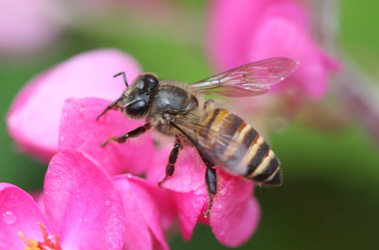 Jenis Lebah Madu | Madu Asli - High Desert