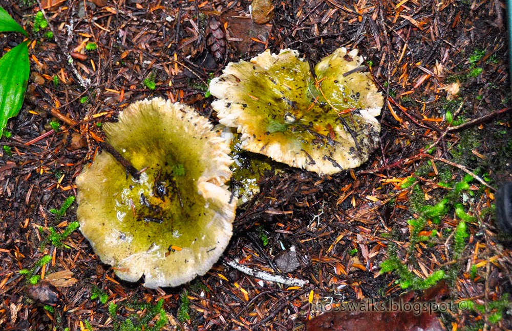 Walks with Moss: Yellow Jacket, Devil Club and Slide Alder Extravaganza!