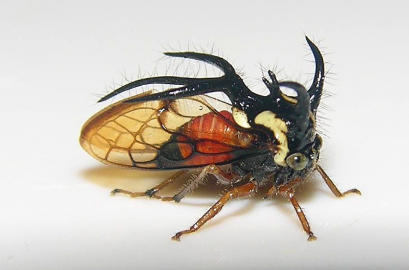 pixpeedia: The ugliest insects in the world