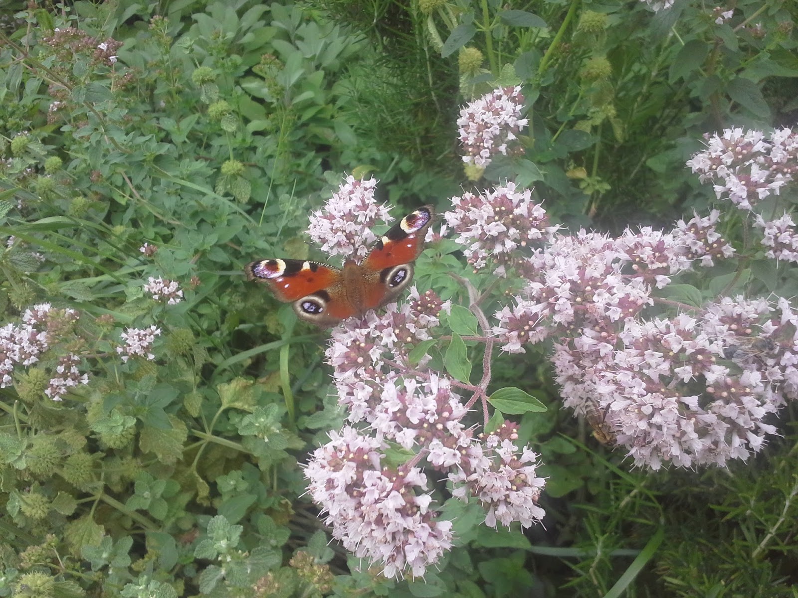 Dodir prirode: Divlji origano - radost planine